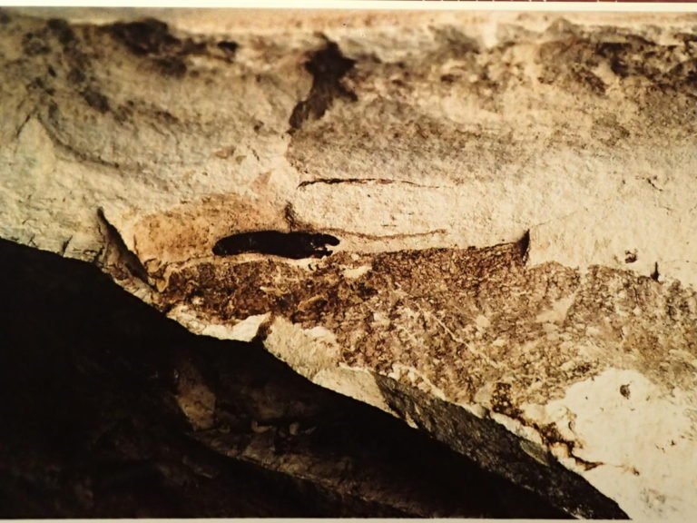 La historia de Tehuelchesaurus: Radiación, piel y huesos | MEF