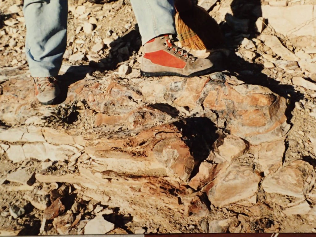 La historia de Tehuelchesaurus: Radiación, piel y huesos | MEF