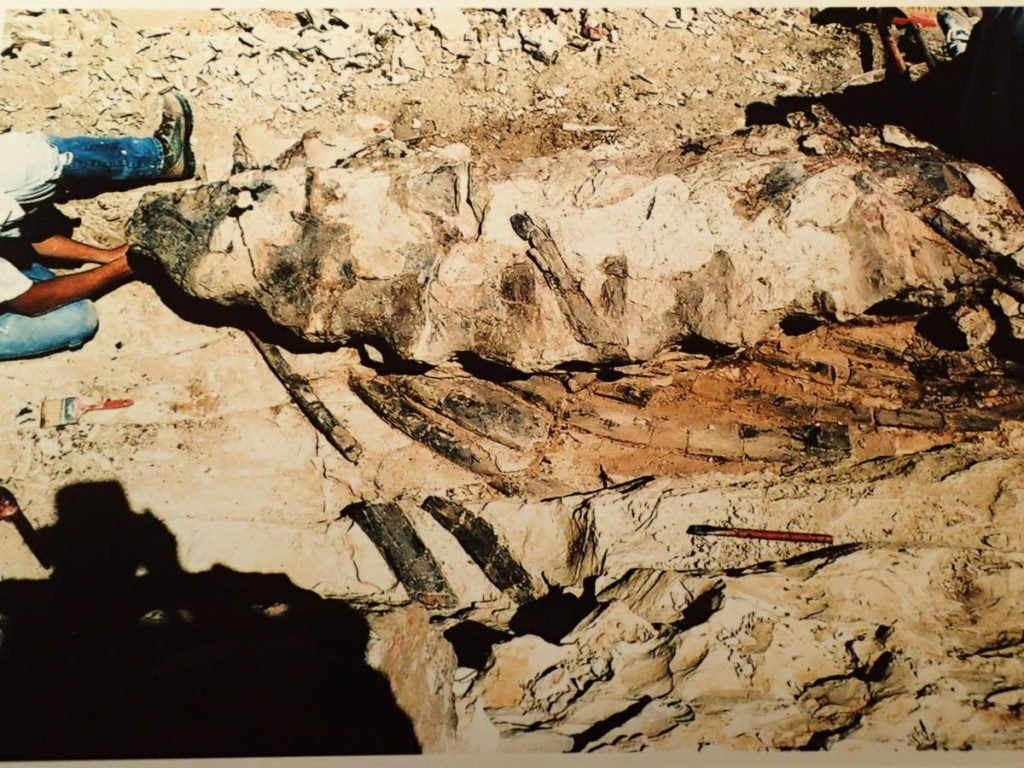 La historia de Tehuelchesaurus: Radiación, piel y huesos | MEF