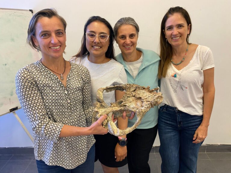 Estudian el cráneo de un enorme depredador sudamericano | MEF