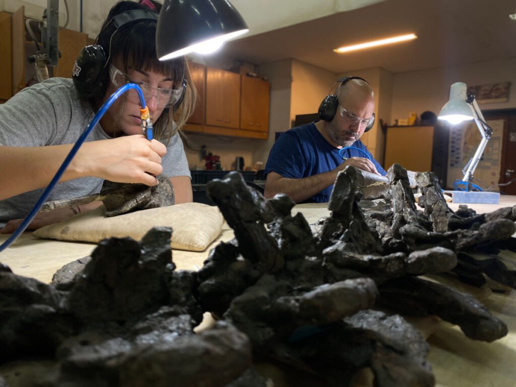 Descubren nueva especie de dinosaurio: Koleken Inakayali, un carnívoro ...