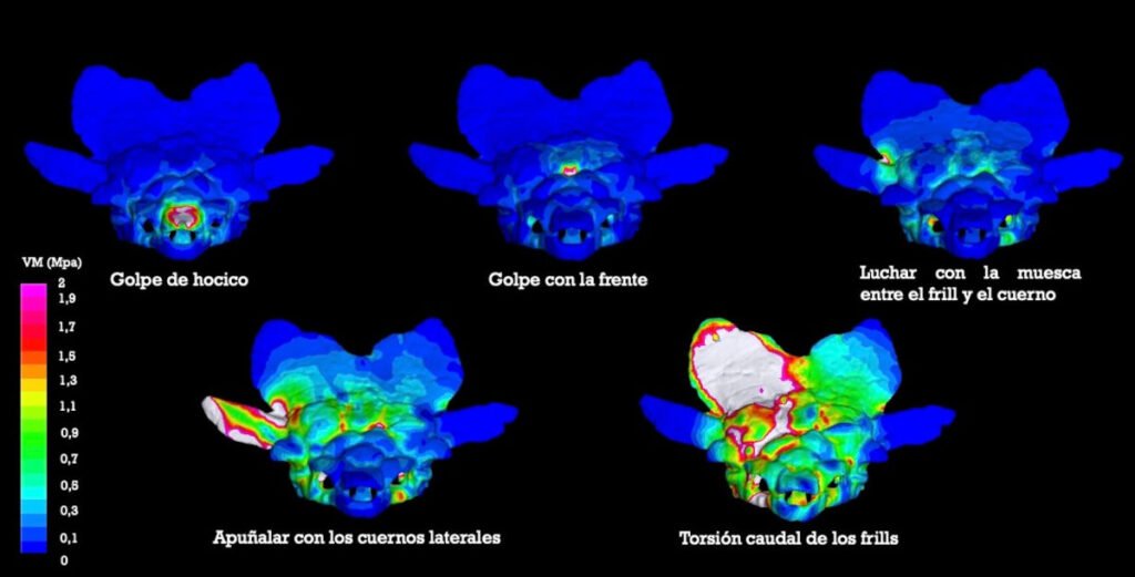 Estudian el cráneo de una extraña tortuga con cuernos | MEF